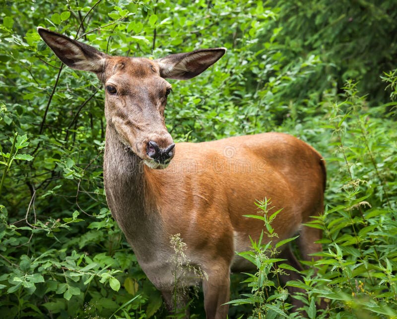 Young deer in the bushes stock photo. Image of outskirts - 33238404