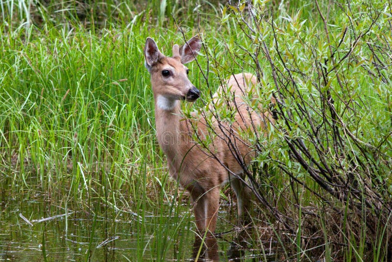 Spring Deer Walking in Deep Water Stock Photo - Image of reeds ...