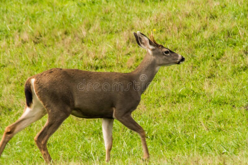 Young Deer (Cervidae Cervus) Walking in a Field Stock Image - Image of ...