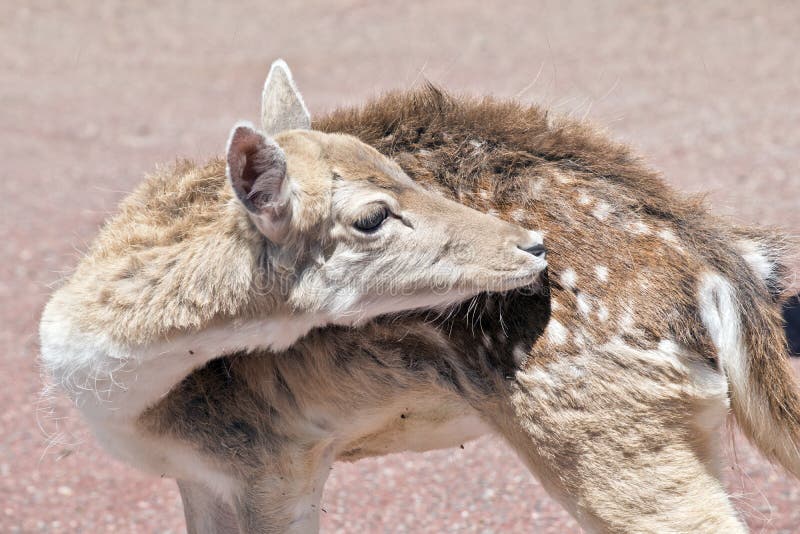 A young deer stock photo. Image of spotted, young, long - 132932572