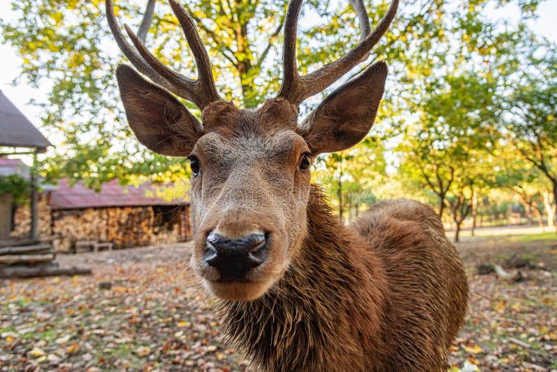 Young deer close up. stock image. Image of male, buck - 258561941