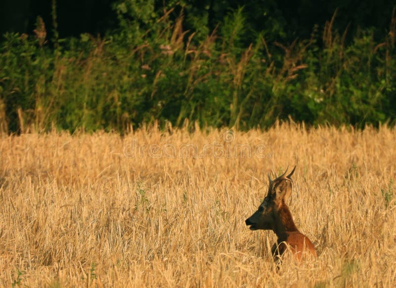 Young Deer in the Cornfield Stock Image - Image of nature, field: 198922149