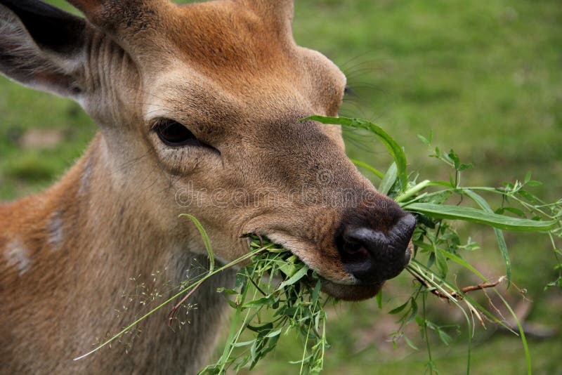 Deer eating honeysuckle stock image. Image of flowers - 21271371