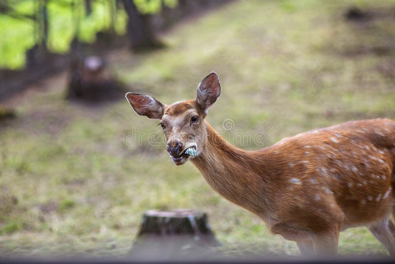 A Deer Eats a Watermelon Rind in a Zoo Stock Image - Image of manger ...