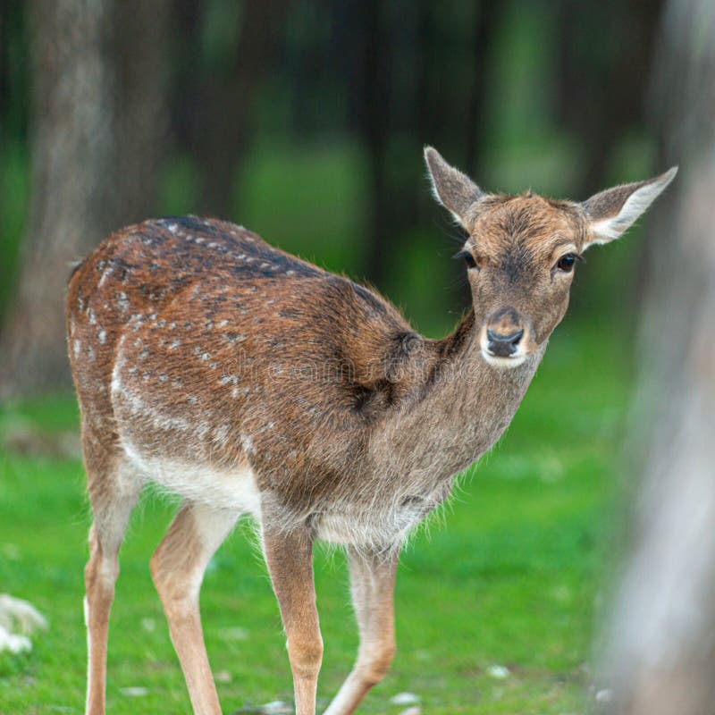 Young deer stock photo. Image of environment, pine, forest - 200913462