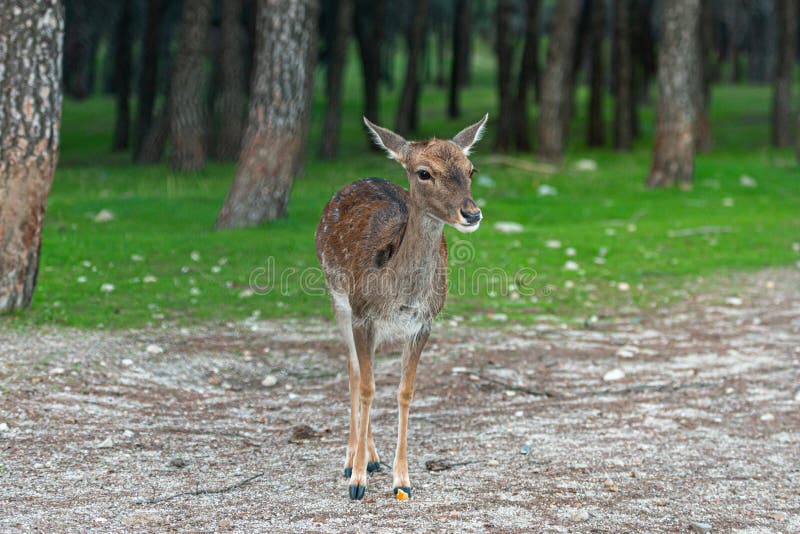 Young deer stock image. Image of animal, game, grass - 201444893