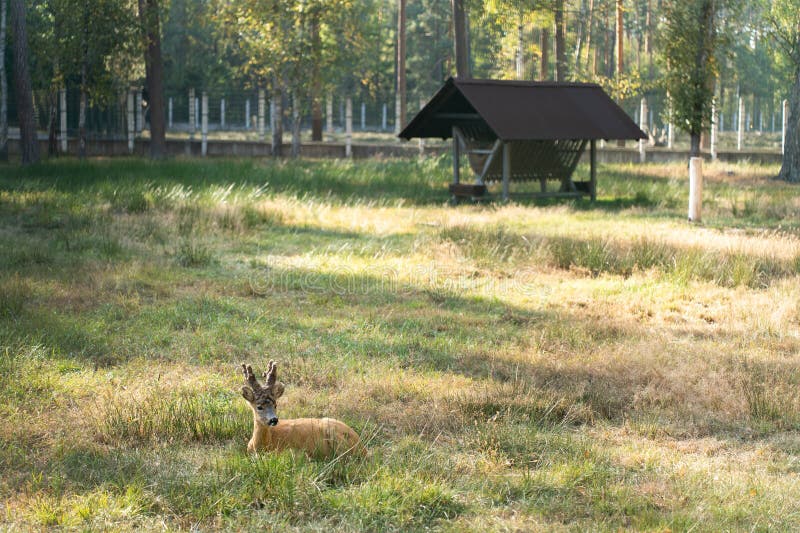 A young deer at the feeder stock photo. Image of wildlife - 337997264