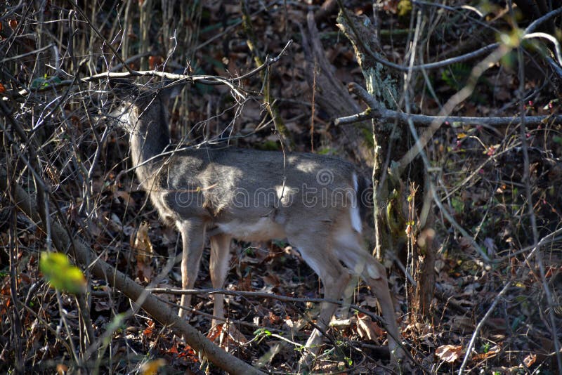 Young Deer in the forest stock image. Image of deer - 105202729