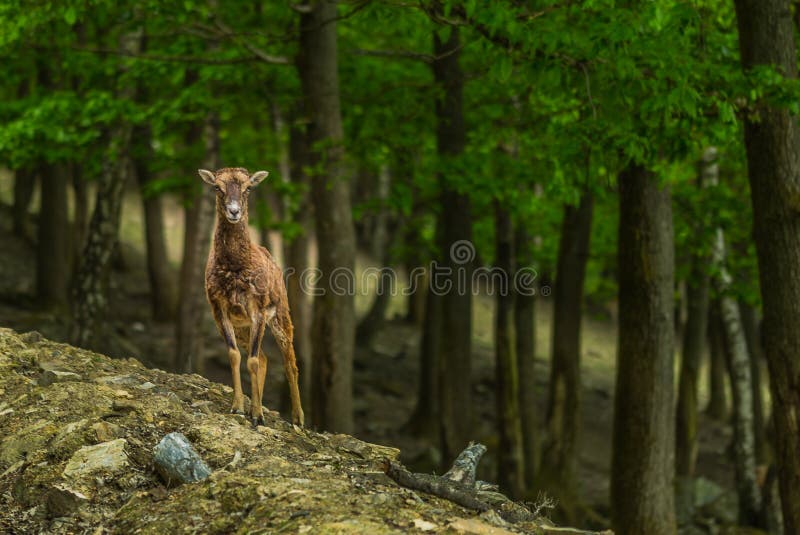 Young deer in the forest stock image. Image of stavelot - 72414435