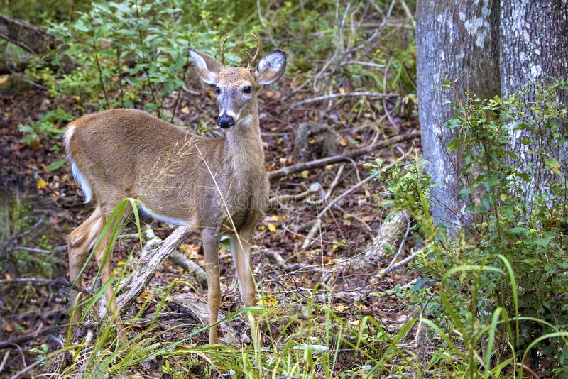 Young Deer in a Forest stock image. Image of young, wild - 266540427