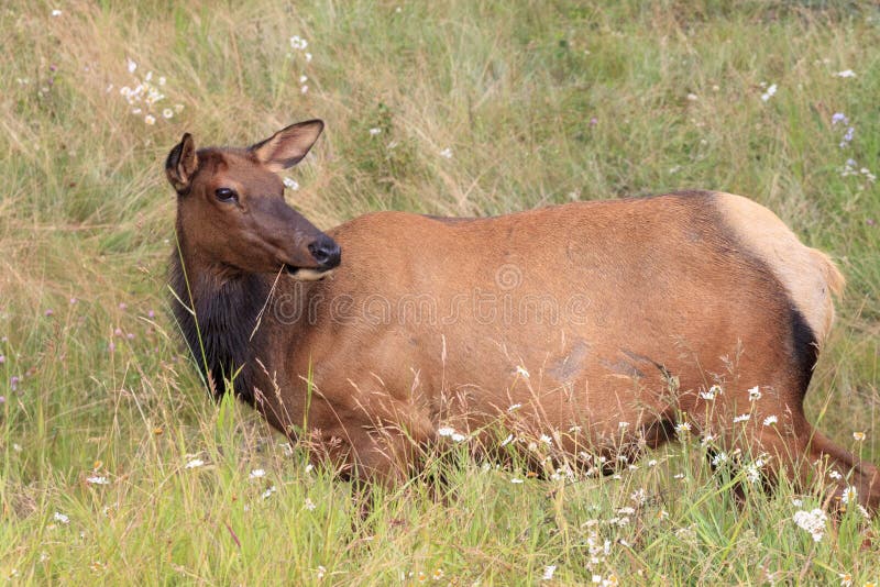 Young deer in forest stock photo. Image of field, autumn - 98977796