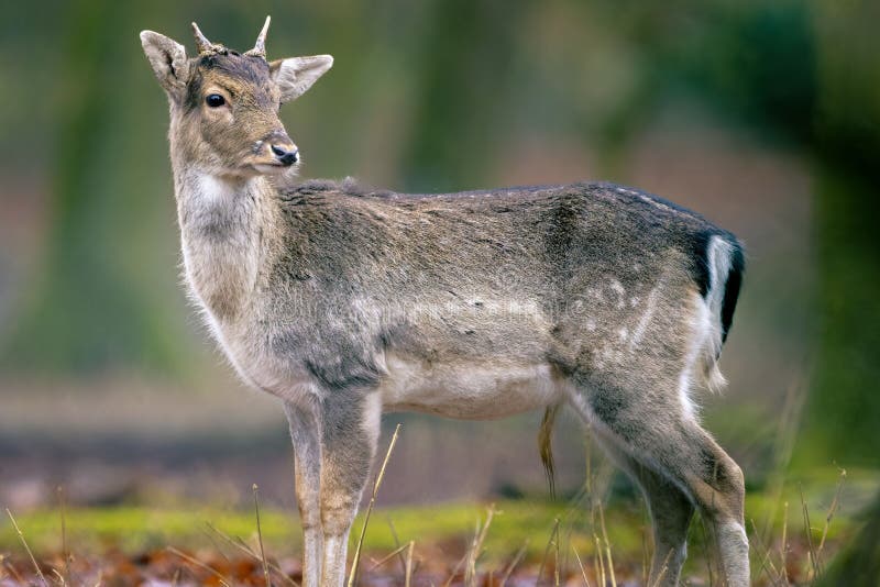 Young Deer in a Forest Clearing Stock Photo - Image of autumn, forest ...