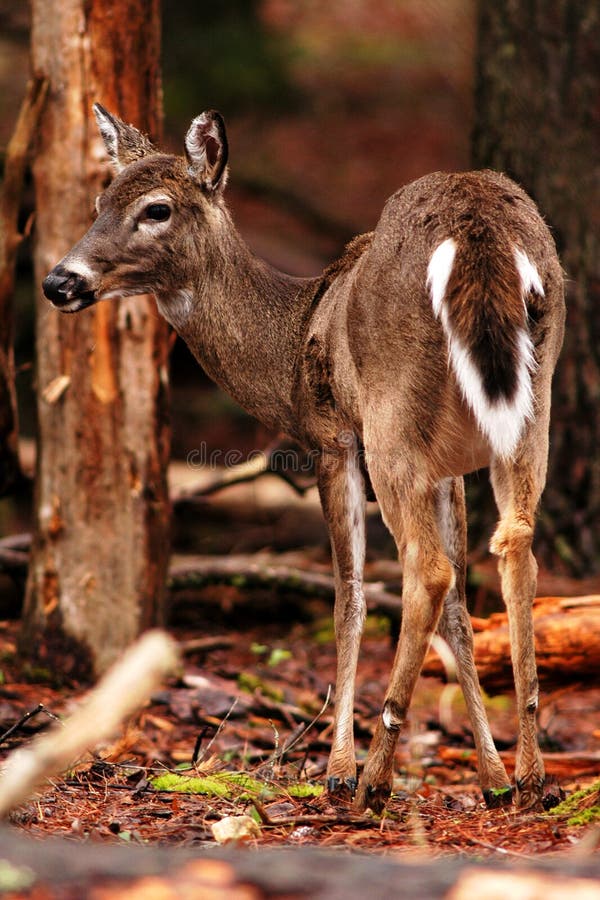 The Young Deer on the Grass Field Stock Image - Image of portrait, cute ...