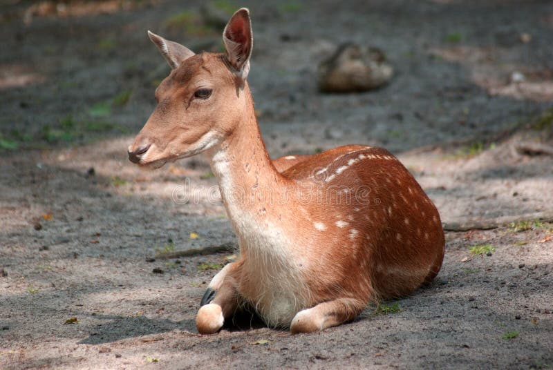 Young Deer on Forest Floor Close Up Stock Image - Image of forest ...