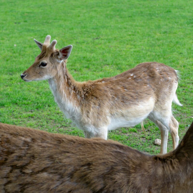 Young deer in the forest stock photo. Image of nature - 149545402