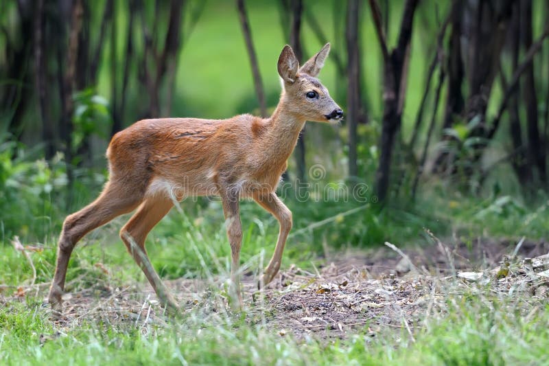 Young deer in forest stock photo. Image of coat, antlers - 44843448