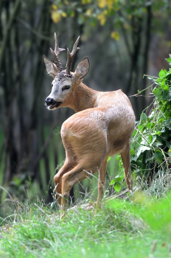 Young deer in forest stock image. Image of habitat, field - 44843295