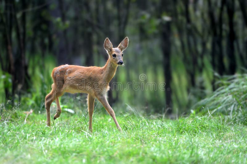 Young deer in forest stock photo. Image of coat, antlers - 44843448