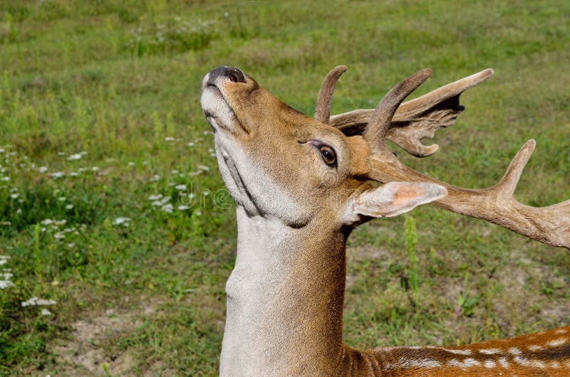 Young Deer Frolic in the Pasture among the Green Grass Stock Image ...