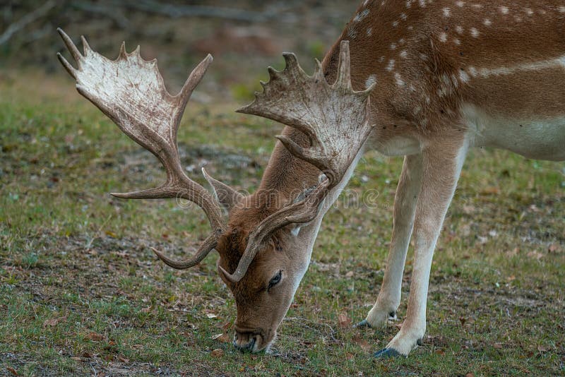 Young Deer in a German Forest in Brandenburg Germany Stock Image ...