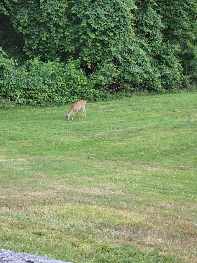 Young Deer Grazing on a Pasture Field Stock Photo - Image of young ...