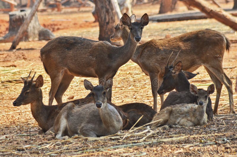 Young Deer Herd Relax in the Afternoon Stock Photo - Image of deer ...