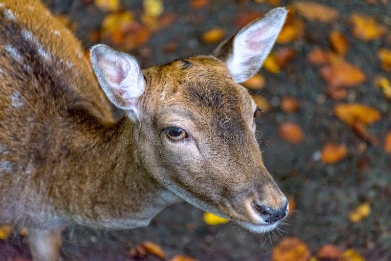 Baby Deer in Snow Fall Looking at Camera Stock Photo - Image of baby ...