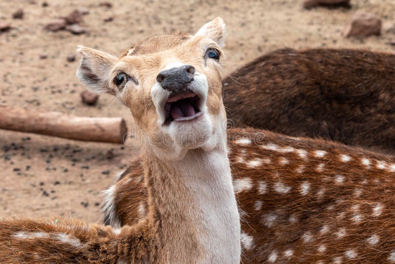 Funny Deer Face stock image. Image of cautious, brown, careful - 606745
