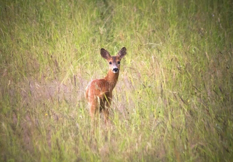 Young deer in the meadow stock image. Image of deer, looking - 73964375