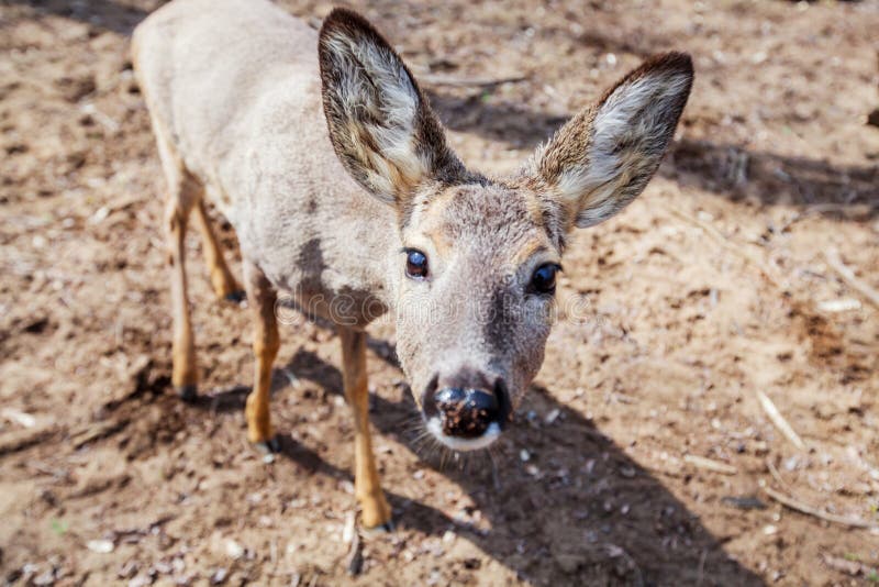Young deer in forest stock photo. Image of season, rural - 122704334