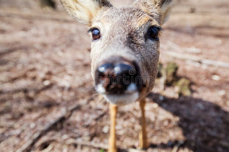 Young deer in forest stock photo. Image of season, farm - 122704988