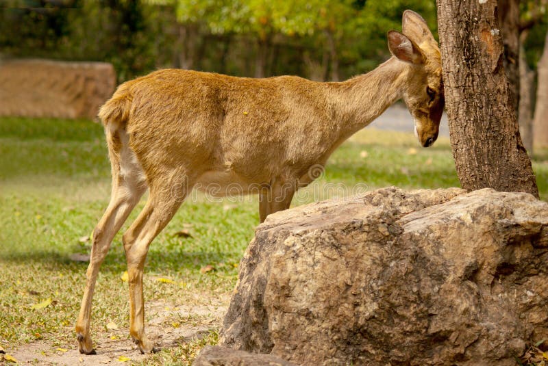 Young Deer Rests His Head in the Tree. Deer in the Forest Near the Tree ...