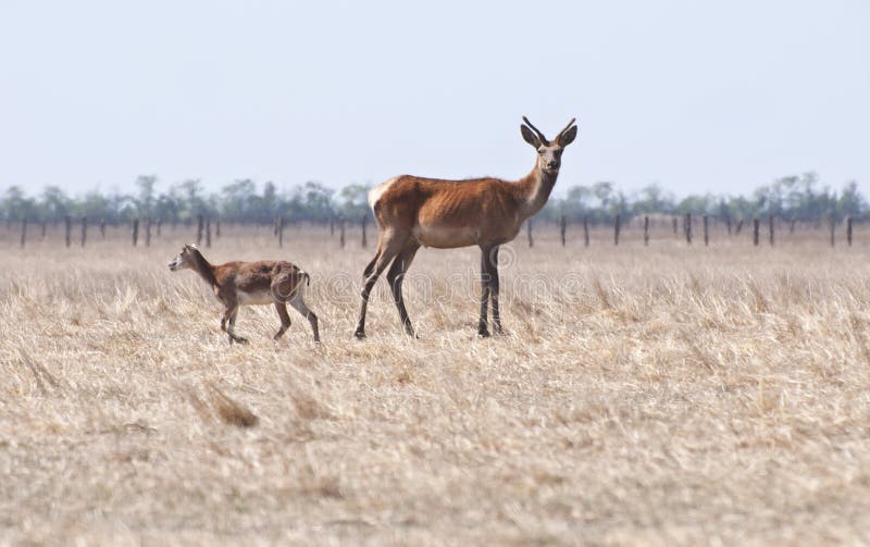 Young deer and sheep stock image. Image of outdoors - 113128083