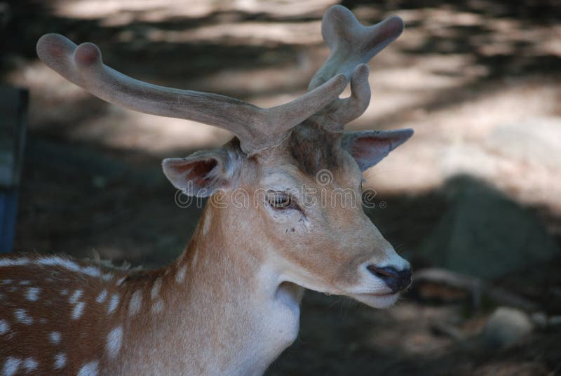Young Deer with Short Rack of Antlers Stock Photo - Image of wildlife ...