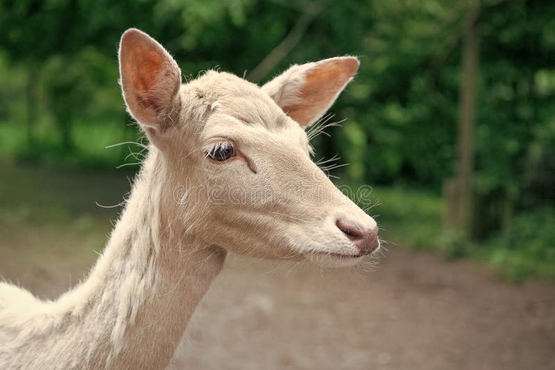 Young Deer Small Head. Wild Animal Outdoor Stock Photo - Image of deer ...