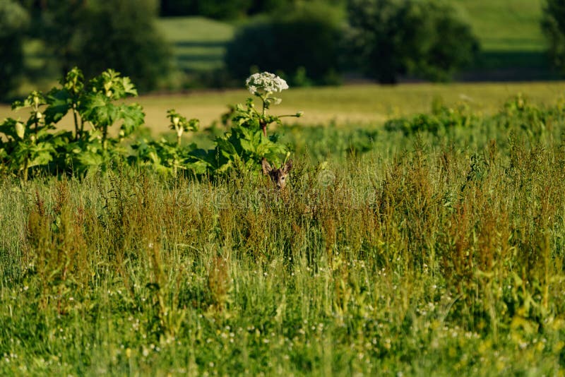 Young Deer in Spring Meadow, Hidden Stock Image - Image of outdoors ...
