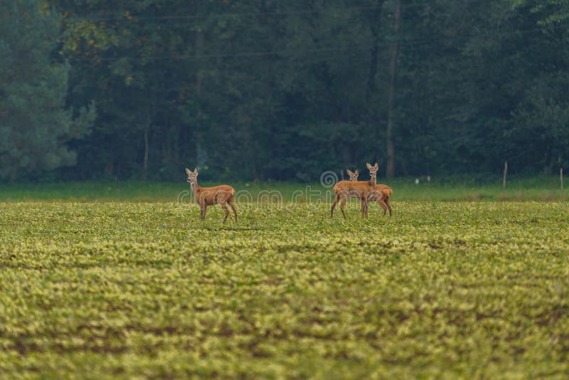 Young Deer in Spring Meadow, Hidden Stock Image - Image of landscape ...