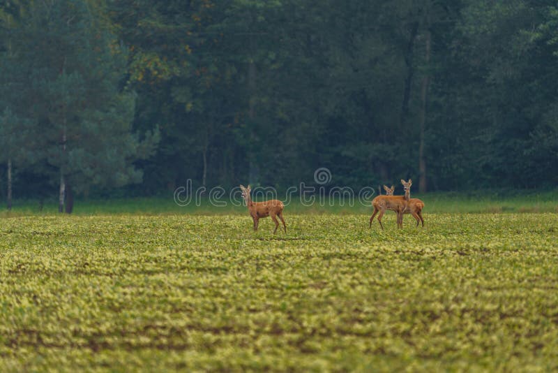 Young Deer in Spring Meadow, Hidden Stock Photo - Image of natural ...