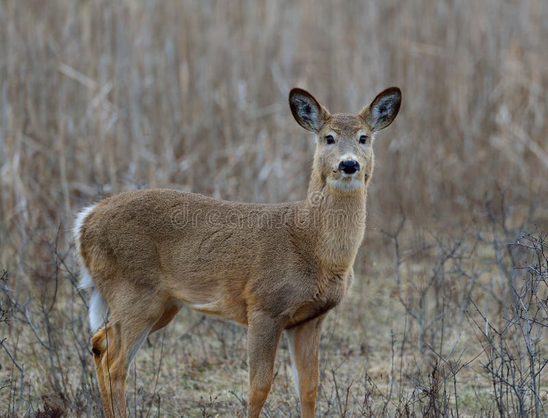 Young Deer Standing in the Field at Daytime Stock Photo - Image of ...