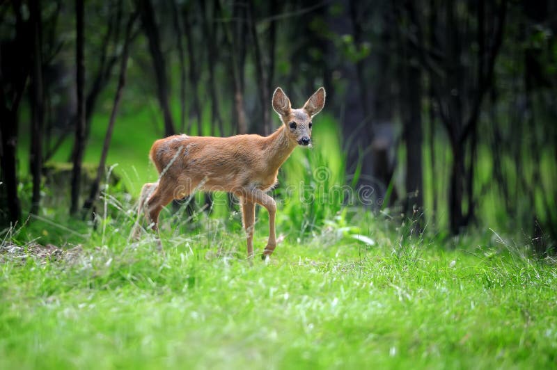 Young Deer in Summer Forest Stock Photo - Image of green, lawn: 57173950