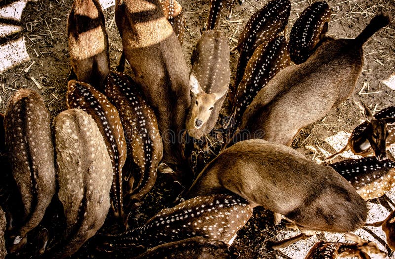 Young deer view from above stock photo. Image of brown - 47840116