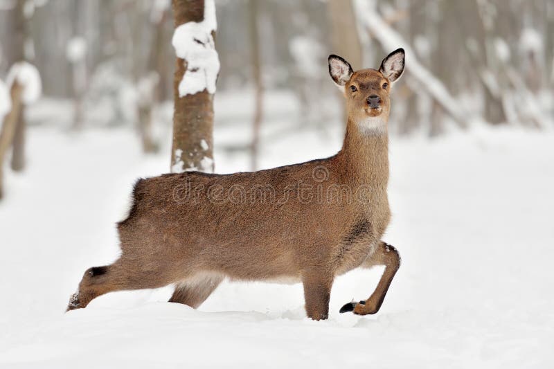Young deer stock image. Image of tail, landscape, mammal - 84604083