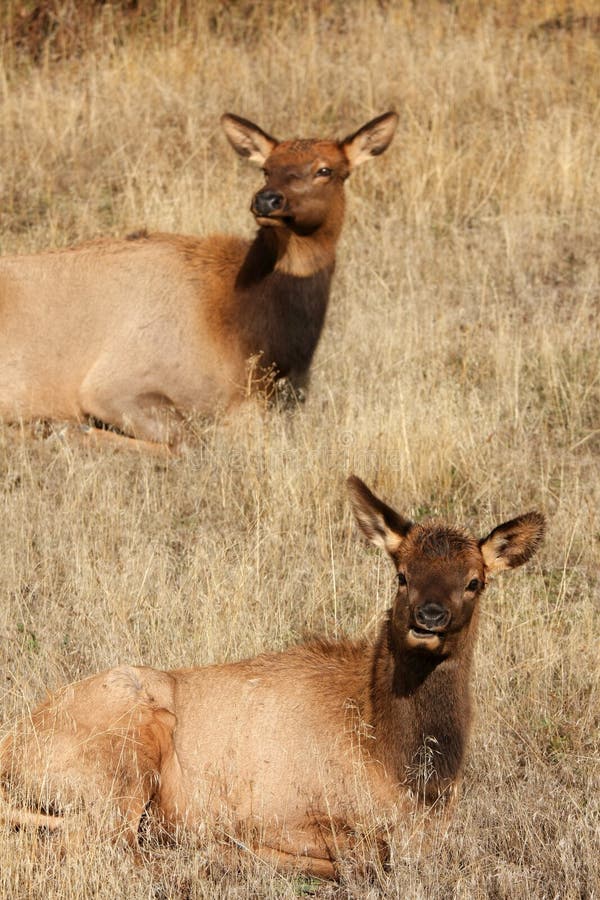 Young Deer in Yellowstone National Park Stock Image - Image of stag ...