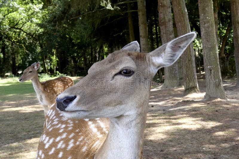 Young deers in a field stock photo. Image of summer, fawn - 76127400