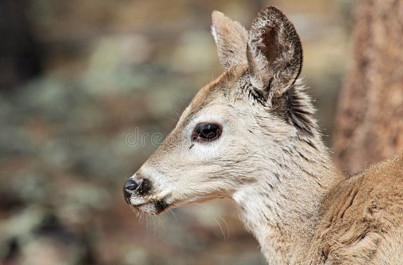 Deer Profile Stock Images - Download 1,852 Royalty Free Photos