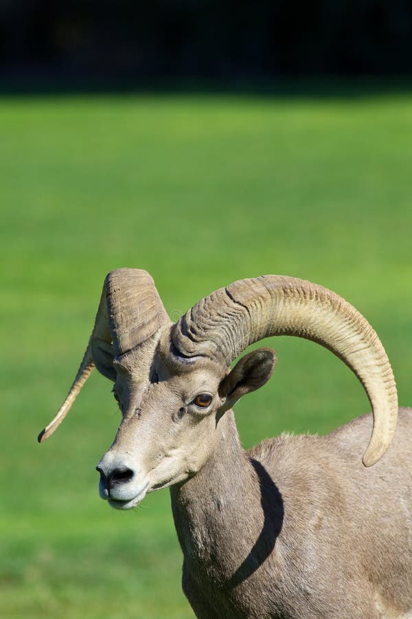 Young Bighorn Sheep Ram stock photo. Image of ovis, autumn - 17996680