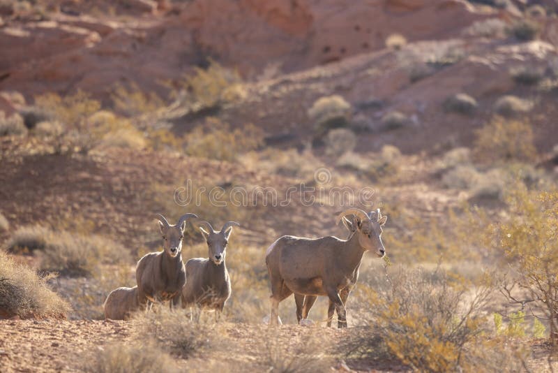 Young Desert Bighorn Sheep Rams in Winter in the Nevada Desert Stock ...