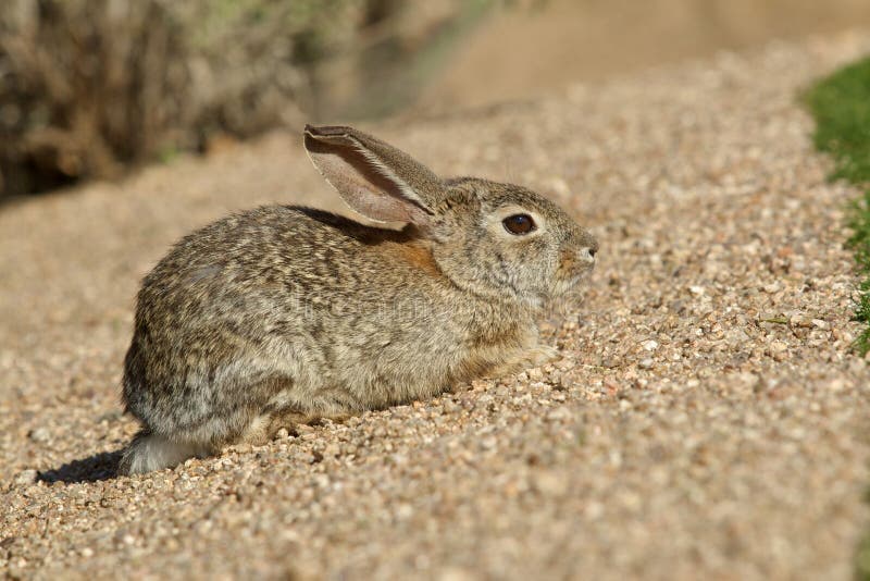 Young Desert Cottontail Rabbit Stock Photo - Image of mammal, southwest ...