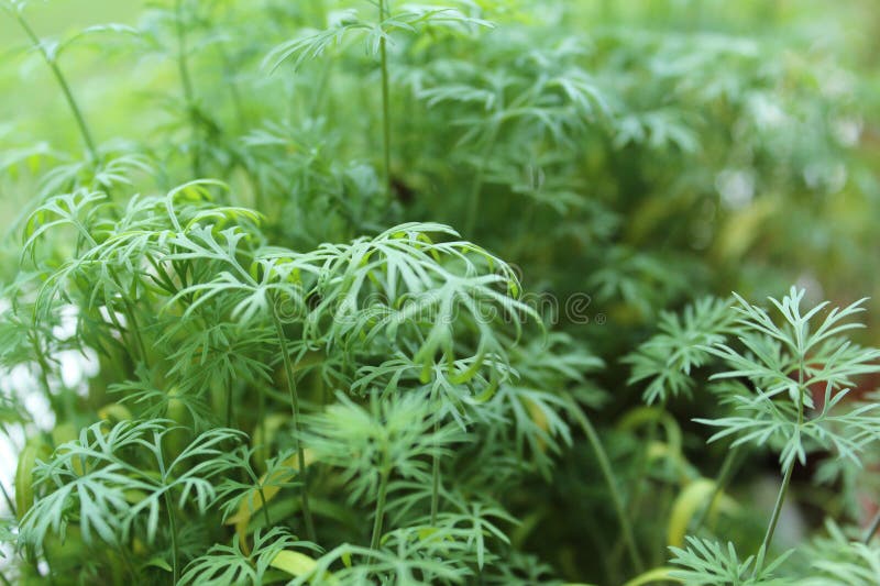 Young Dill Seedlings Home Spring Shoots Stock Photos - Free & Royalty ...