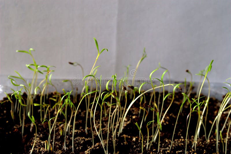 Shoots of Dill in Early Spring Stock Image - Image of growth, nutrition ...